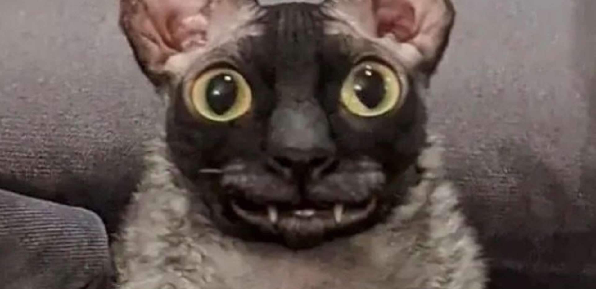 ClearVendor – Products – Clearly Development