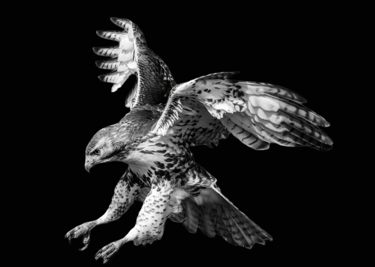 HawkCraft Studios – Products – Clearly Development